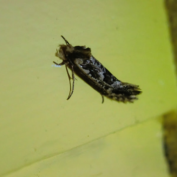 Tineid Moth | Project Noah