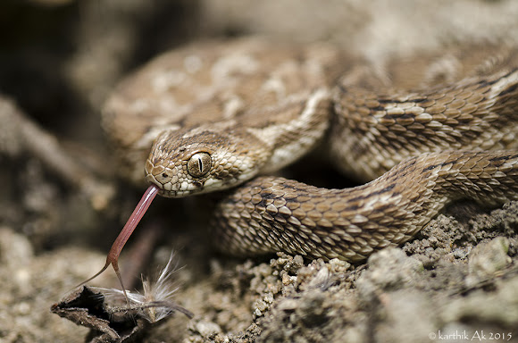 Saw scaled viper | Project Noah