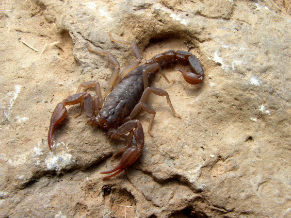 Texas cave scorpion | Project Noah