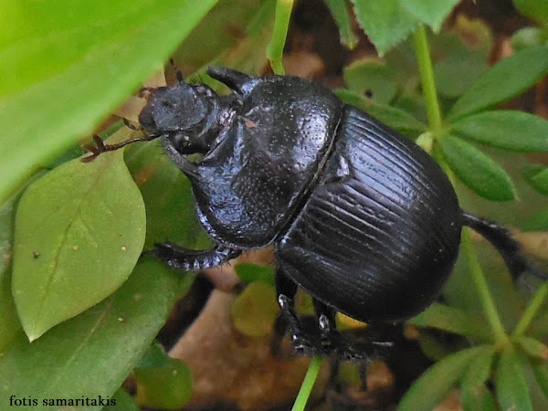 Fossor-Walti | Project Noah