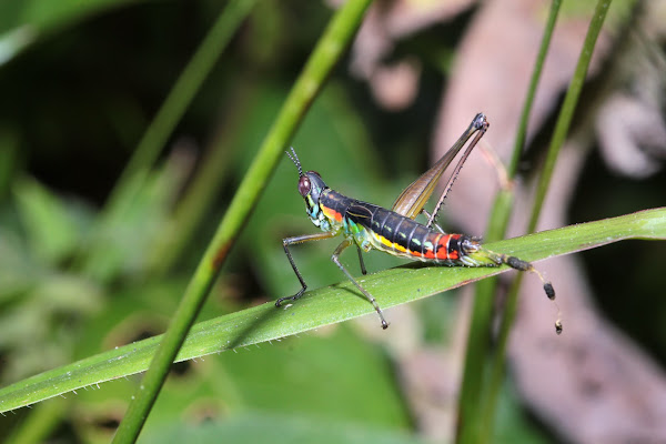 Monkey Grasshopper | Project Noah