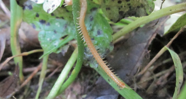 centipede | Project Noah