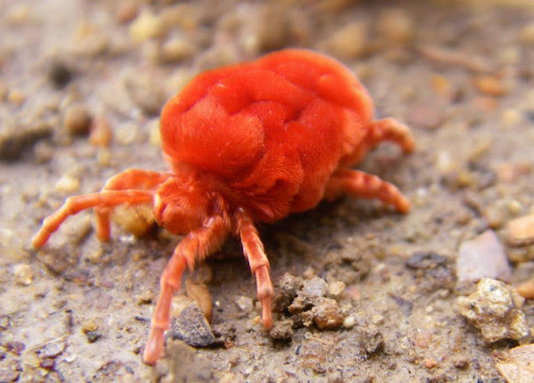 Trombidiidae | Project Noah