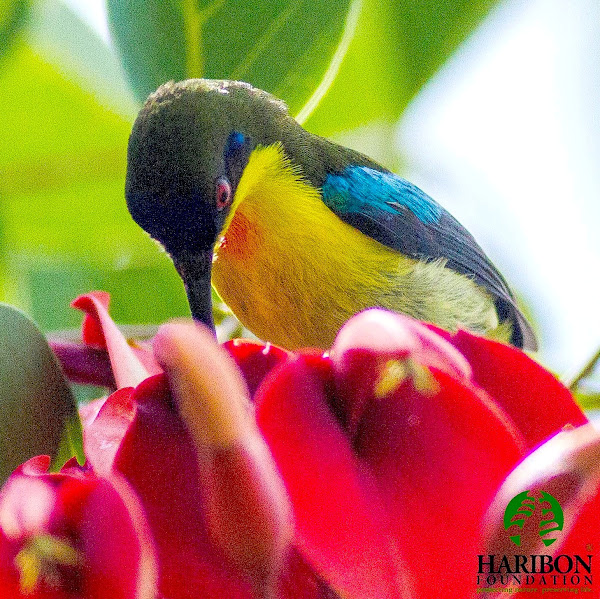 Metallic-winged Sunbird | Project Noah