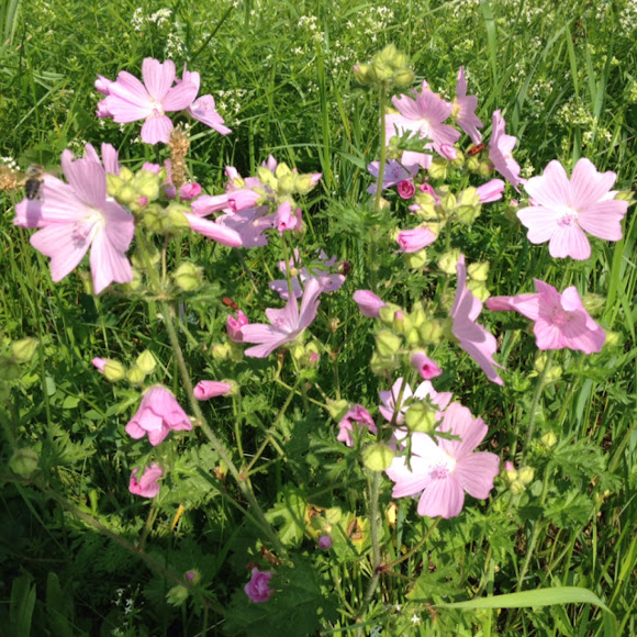 Mallow | Project Noah