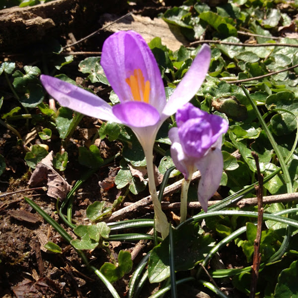 Crocus | Project Noah