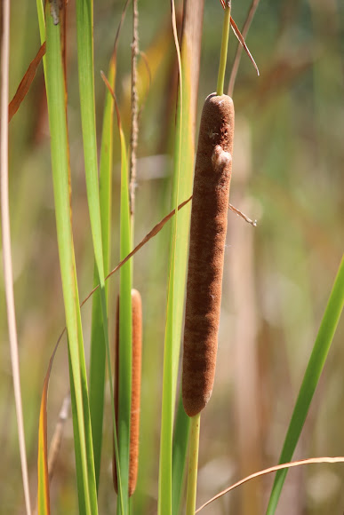 Bulrush or Cattail | Project Noah