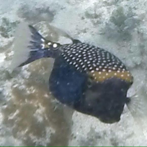 Blue Spotted Boxfish | Project Noah
