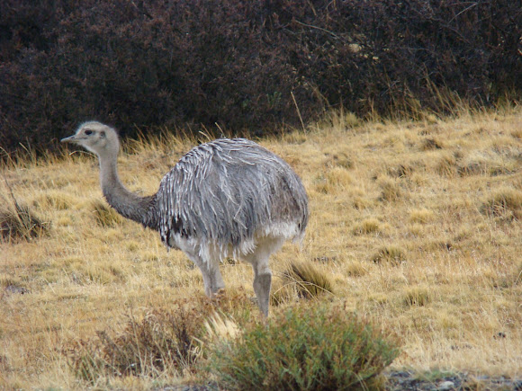 Ñandú | Project Noah