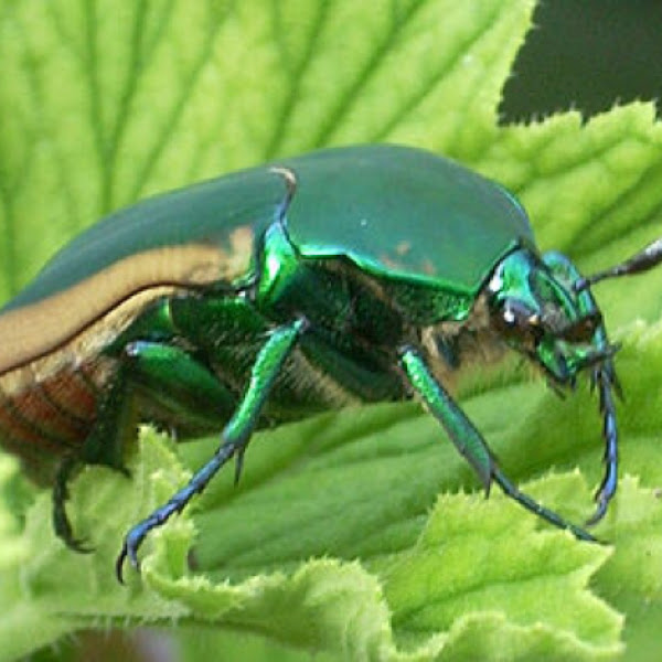 Junebug | Project Noah