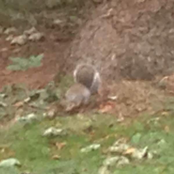 Eastern grey squirrel | Project Noah