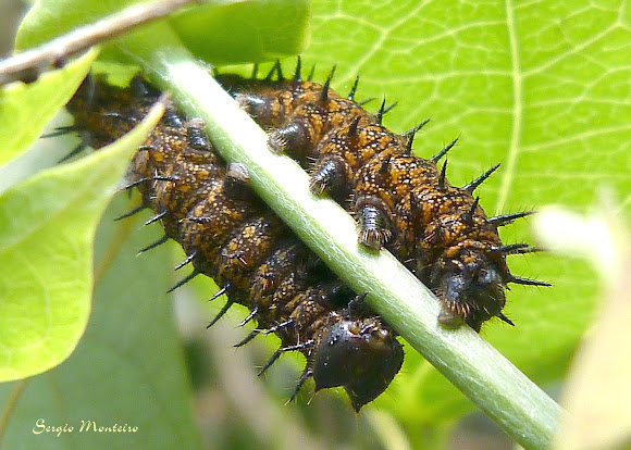 Juno Longwing caterpillar | Project Noah