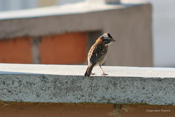 Copetón común / Rufous-collared sparrow | Project Noah
