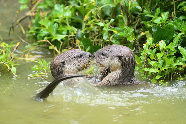 otter | Project Noah