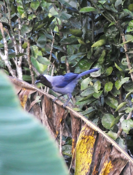 Violaceous Jay | Project Noah