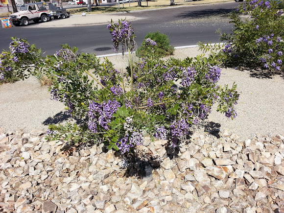 Texas Mountain Laurel | Project Noah