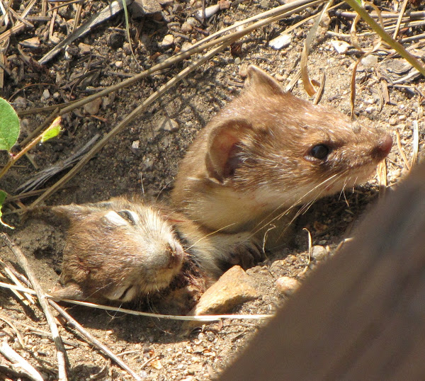 Long-tailed Weasel | Project Noah