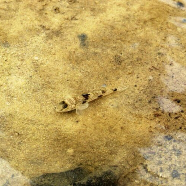 Brown shore goby | Project Noah