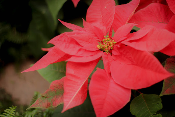 Poinsettia | Project Noah