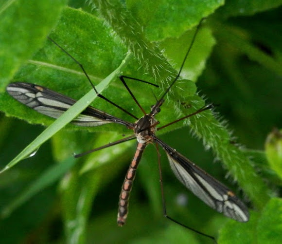 Crane fly | Project Noah