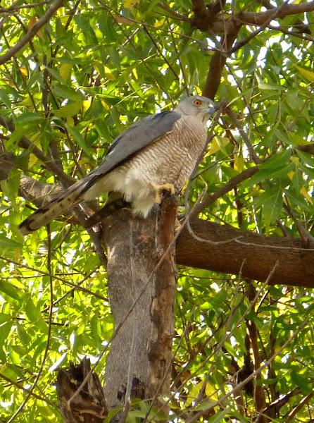 Shikra (female) | Project Noah