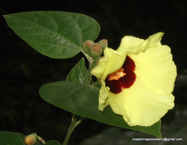 रान भेंडी,snot apple,wild hibiscus | Project Noah