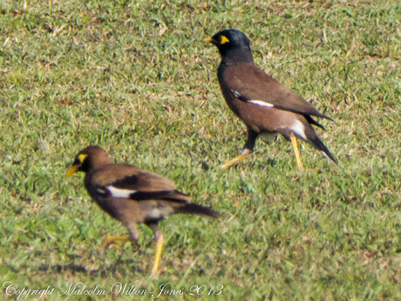 Common Myna | Project Noah