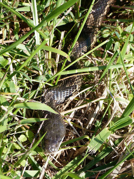 Gray rat snake | Project Noah