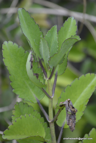 Air Plant, Life Plant, Miracle Leaf, Patharkuchi Pata, Goethe Plant ...
