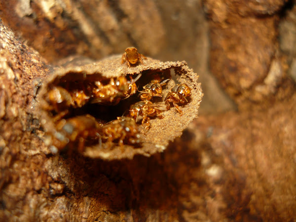 meliponini stingless bee | Project Noah