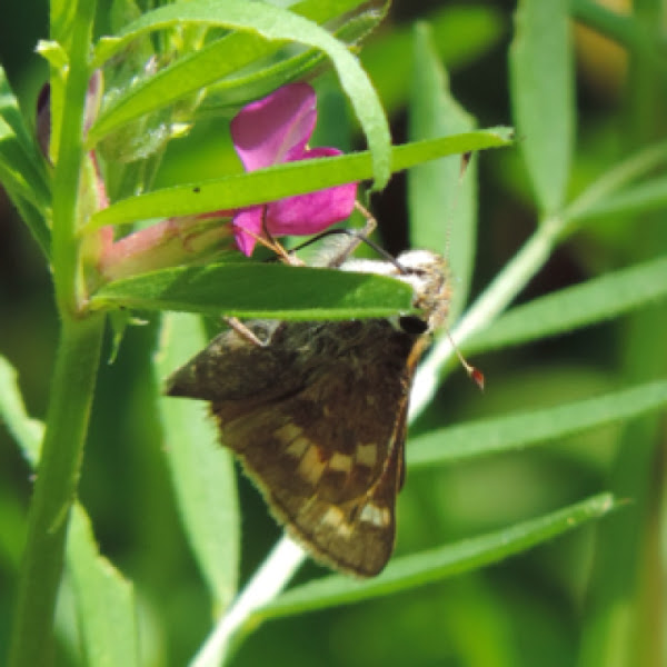 Sachem | Project Noah