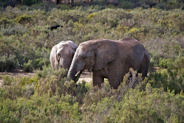 Elephant | Project Noah