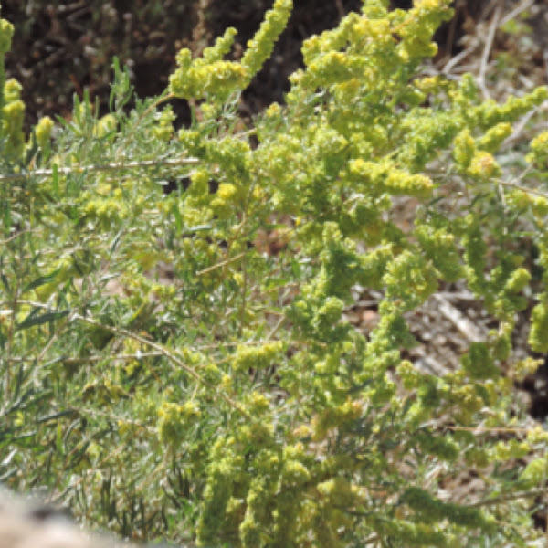 Four-wing Saltbush | Project Noah
