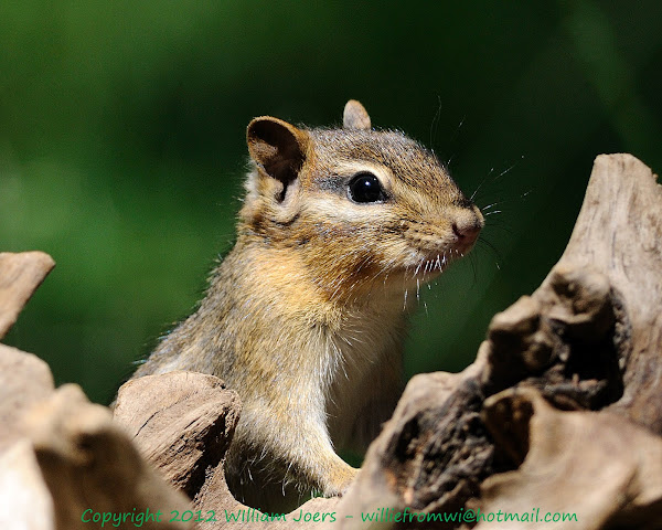 Chipmunk | Project Noah