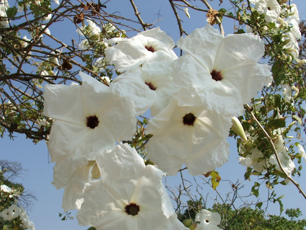 Flor de Casahuate | Project Noah