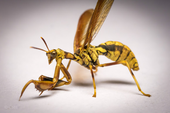 Wasp Mantisfly | Project Noah