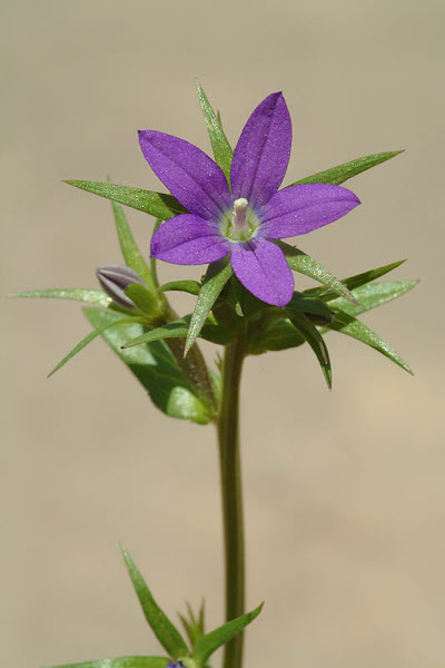 Spicate Venus' Looking Glass | Project Noah