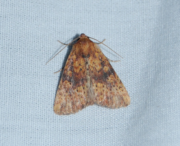 Red Groundling | Project Noah