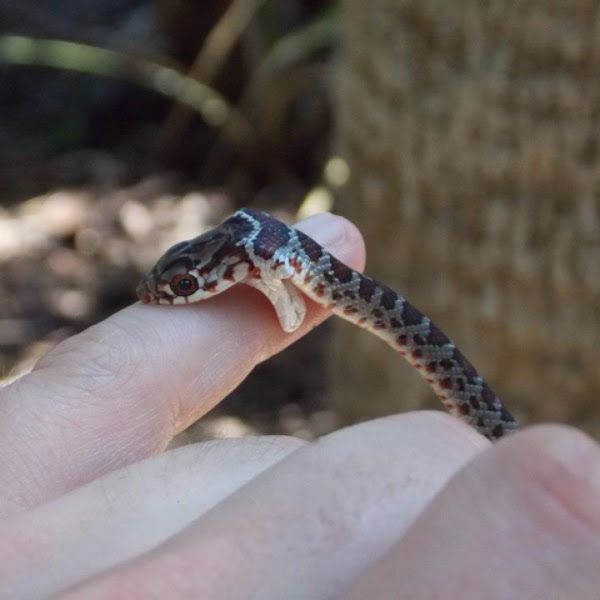 Southern Black Racer | Project Noah