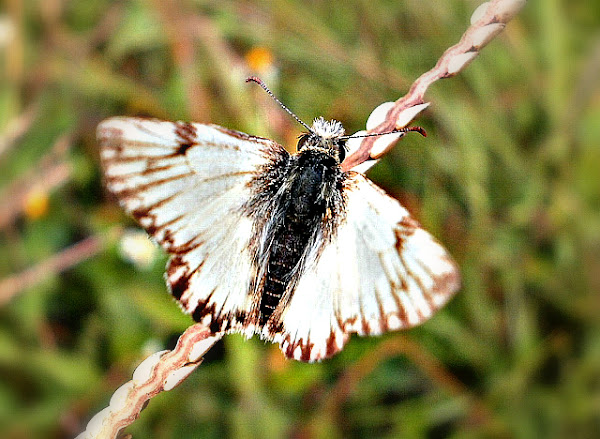 Stained White-Skipper. | Project Noah