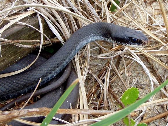 Southern Black Racer | Project Noah