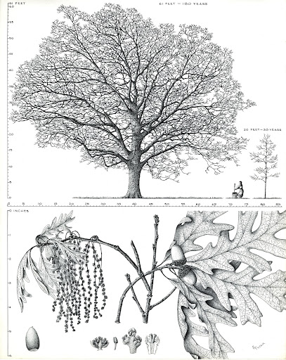 Can You Imagine a World Without Trees? — Google Arts & Culture