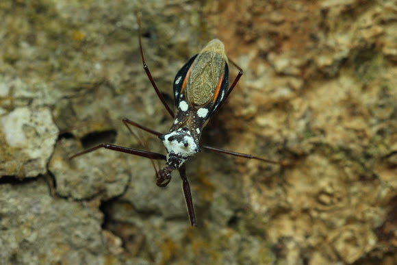 Assassin Bug | Project Noah