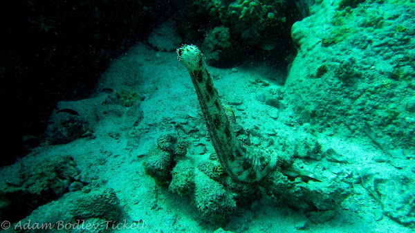 Sea cucumber | Project Noah