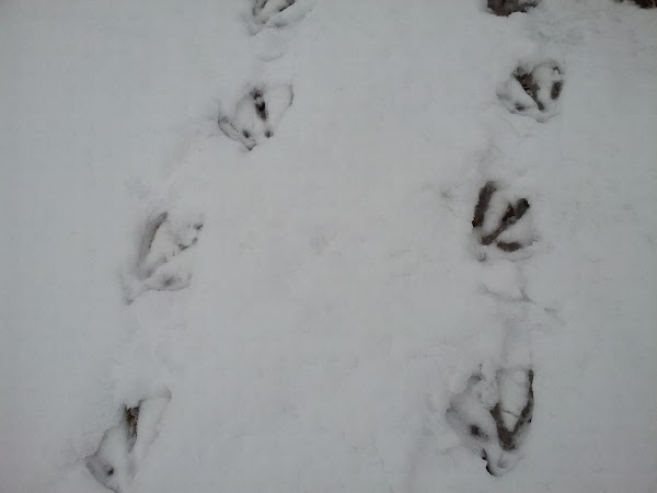 Canada goose (tracks) | Project Noah