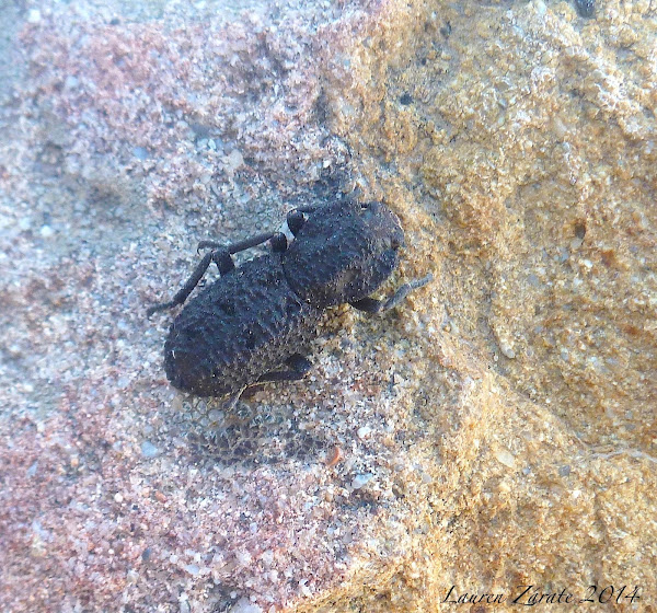 Diabolical Ironclad Beetle | Project Noah