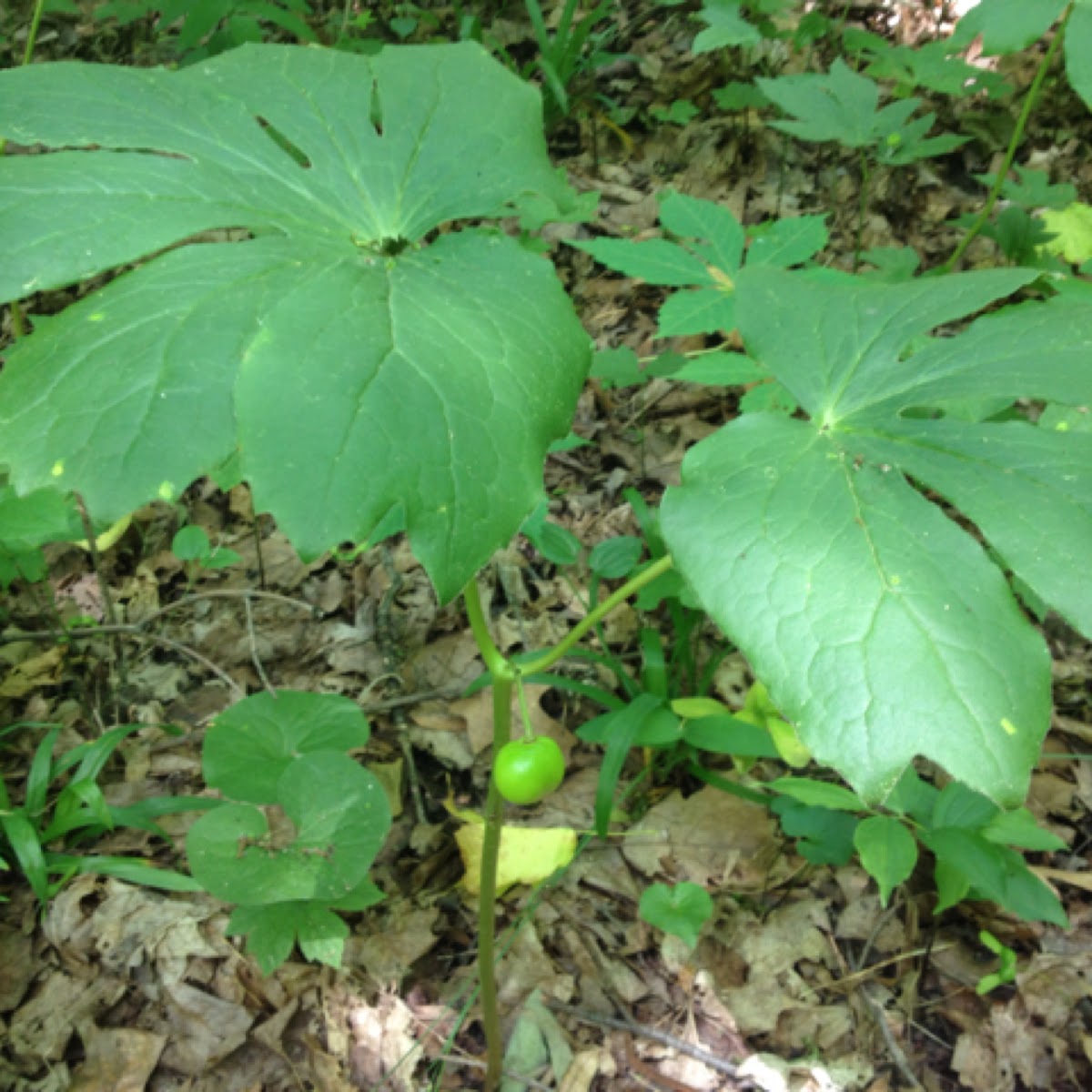 Mayapple | Project Noah