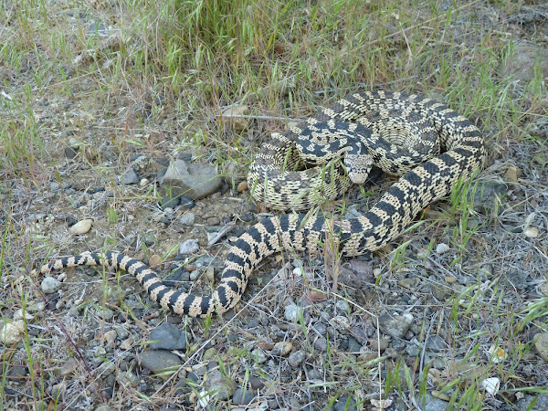 Gopher Snake | Project Noah
