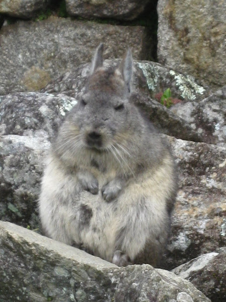 Northern Viscacha | Project Noah