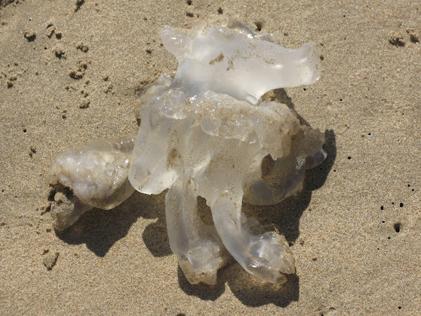 Jelly Fish | Project Noah